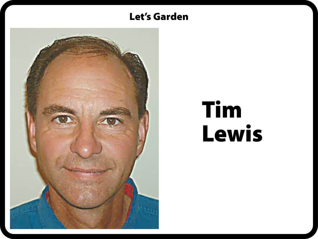 Sunflowers for the Garden – Houston Home Journal