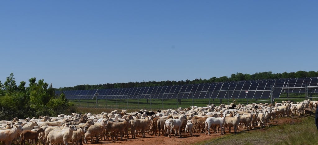 Silicon Ranch unveils Houston Solar Project, lambing barn to community ...